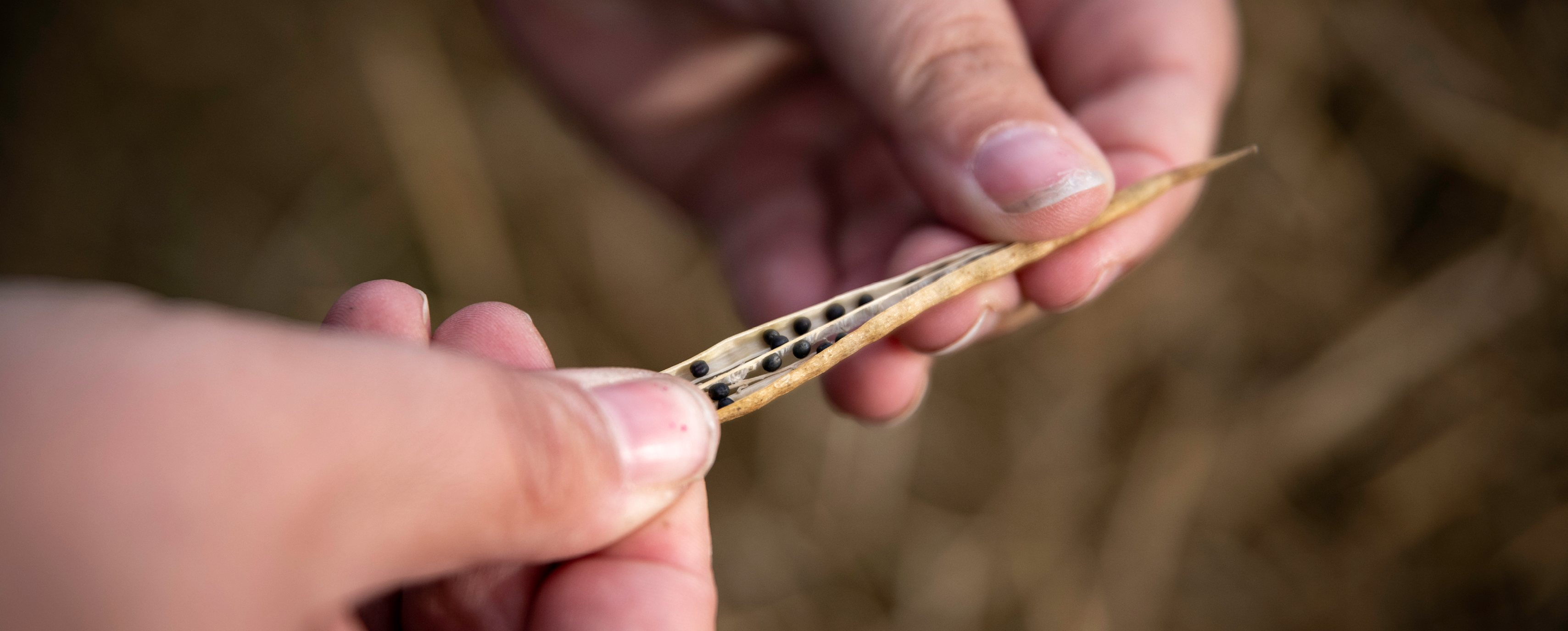 InVigor® Canola | Pod Shatter Reduction Hybrids | BASF